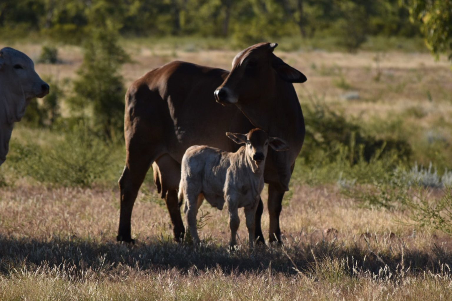 Livestock Nutrition | Rumevite